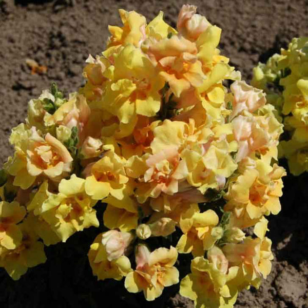 Snapdragon Seeds - Twinny Yellow Shades | Flower Seeds in Packets ...