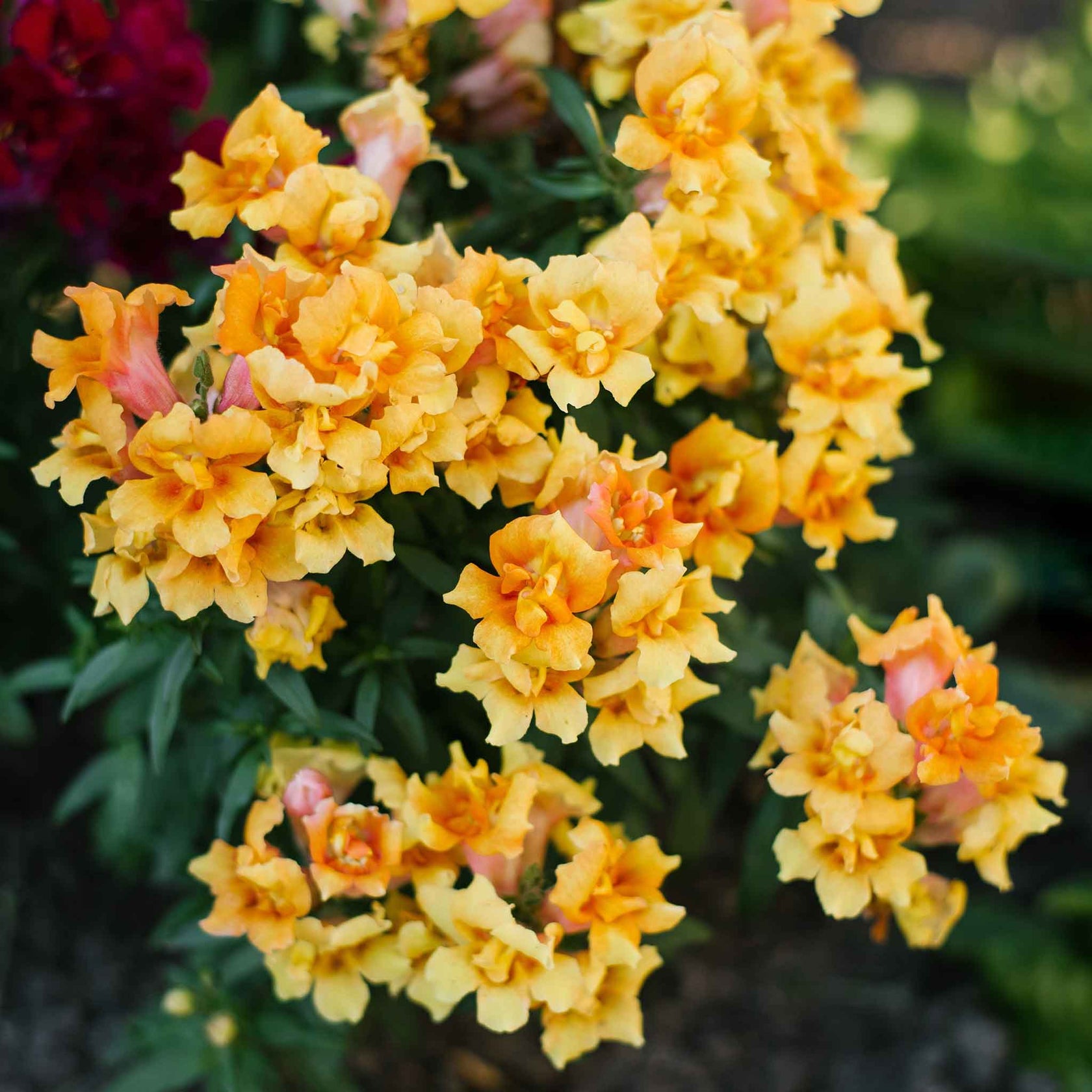 Snapdragon Seeds - Twinny Yellow Shades | Flower Seeds in Packets ...