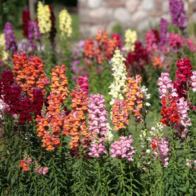 Snapdragon Seeds | Shop 38 Varieties | Eden Brothers