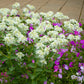 Snow on the Mountain Seeds | Flower Seeds | Eden Brothers