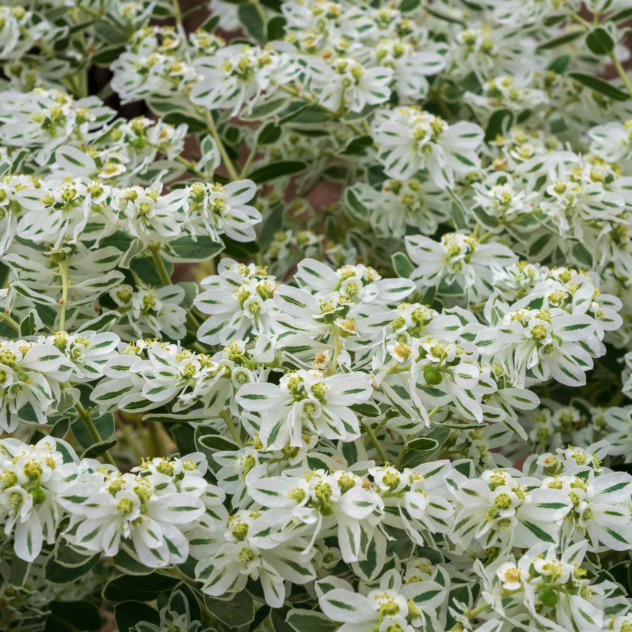 Snow on the Mountain Seeds | Flower Seeds | Eden Brothers