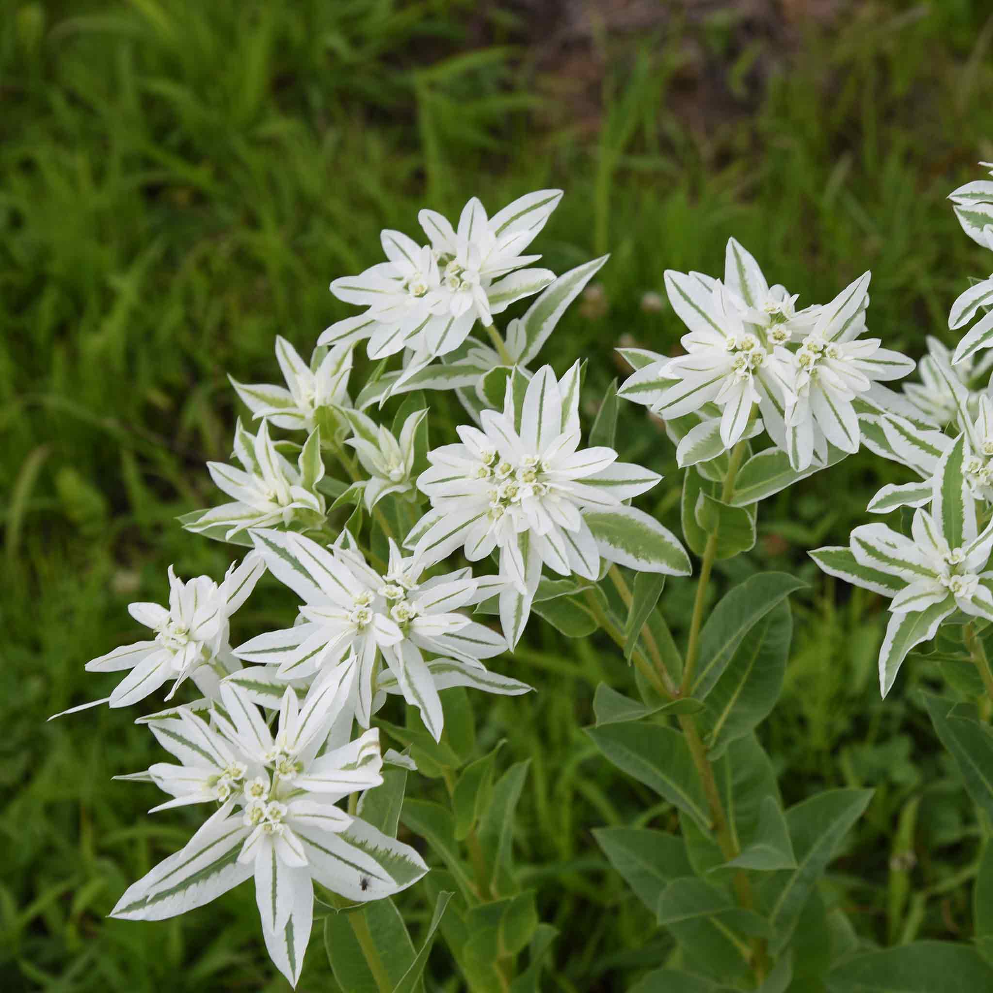 Snow on the Mountain Seeds | Flower Seeds | Eden Brothers