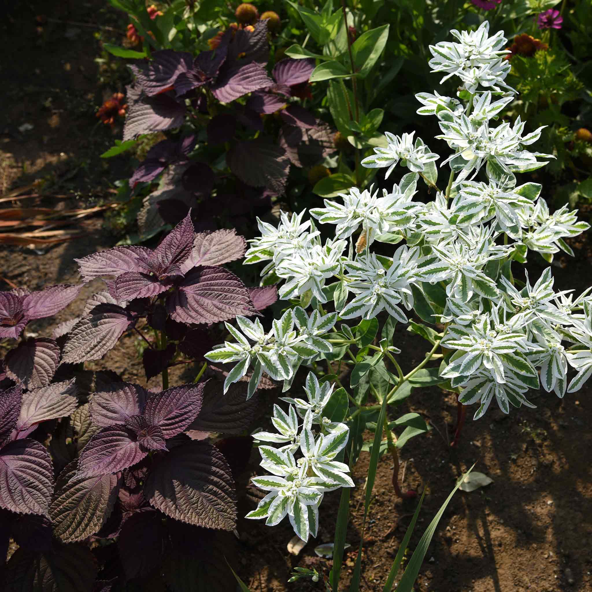 Snow on the Mountain Seeds | Flower Seeds | Eden Brothers