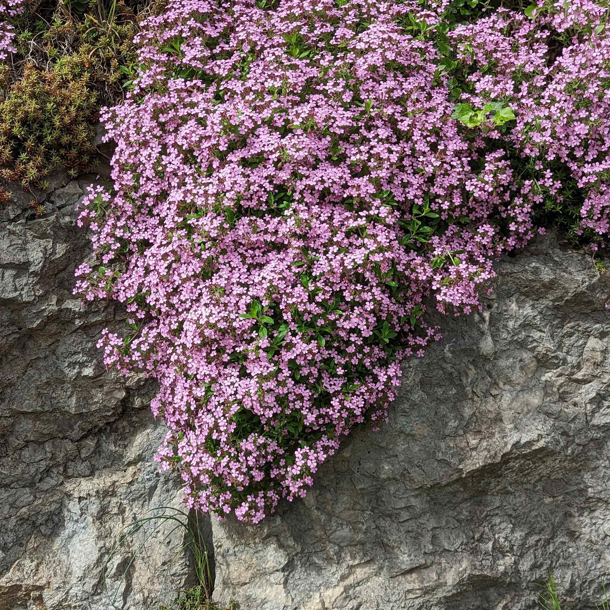 Soapwort Seeds - Rock Soapwort | Flower Seeds | Eden Brothers