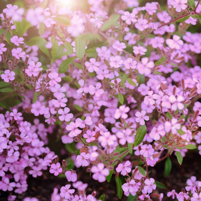 Soapwort Seeds - Rock Soapwort | Flower Seeds | Eden Brothers