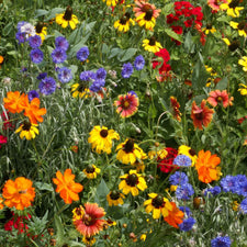 Native Wildflower Mixes – Eden Brothers