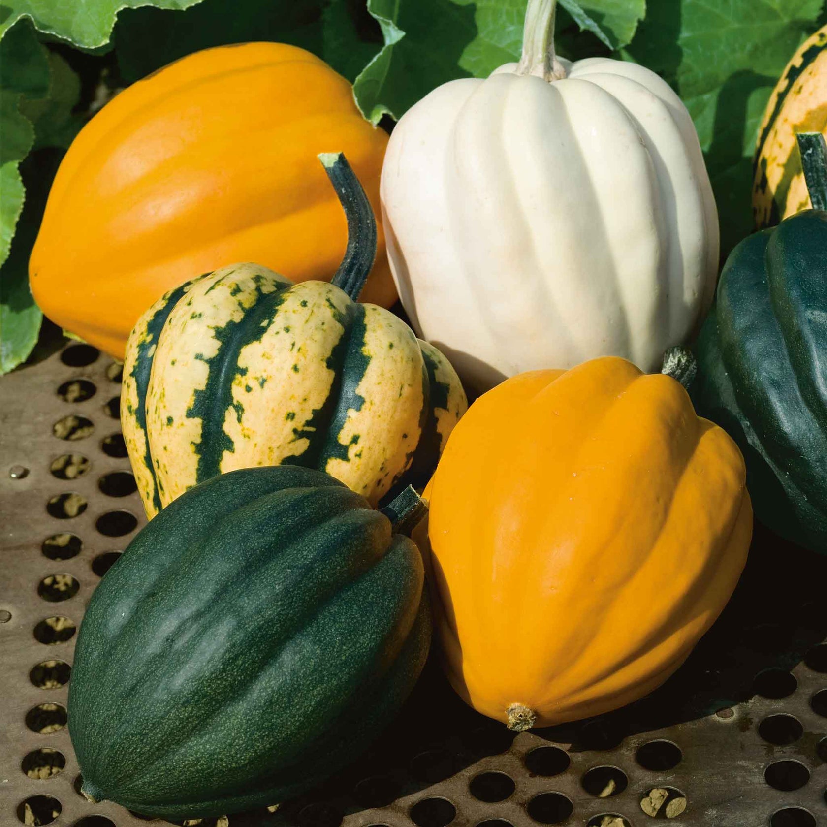 Winter Squash Seeds - Autumn Acorn Blend | Vegetable Seeds in Packets ...