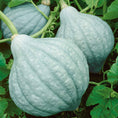 Winter Squash Seeds - Hubbard Blue | Vegetable Seeds in Packets & Bulk ...