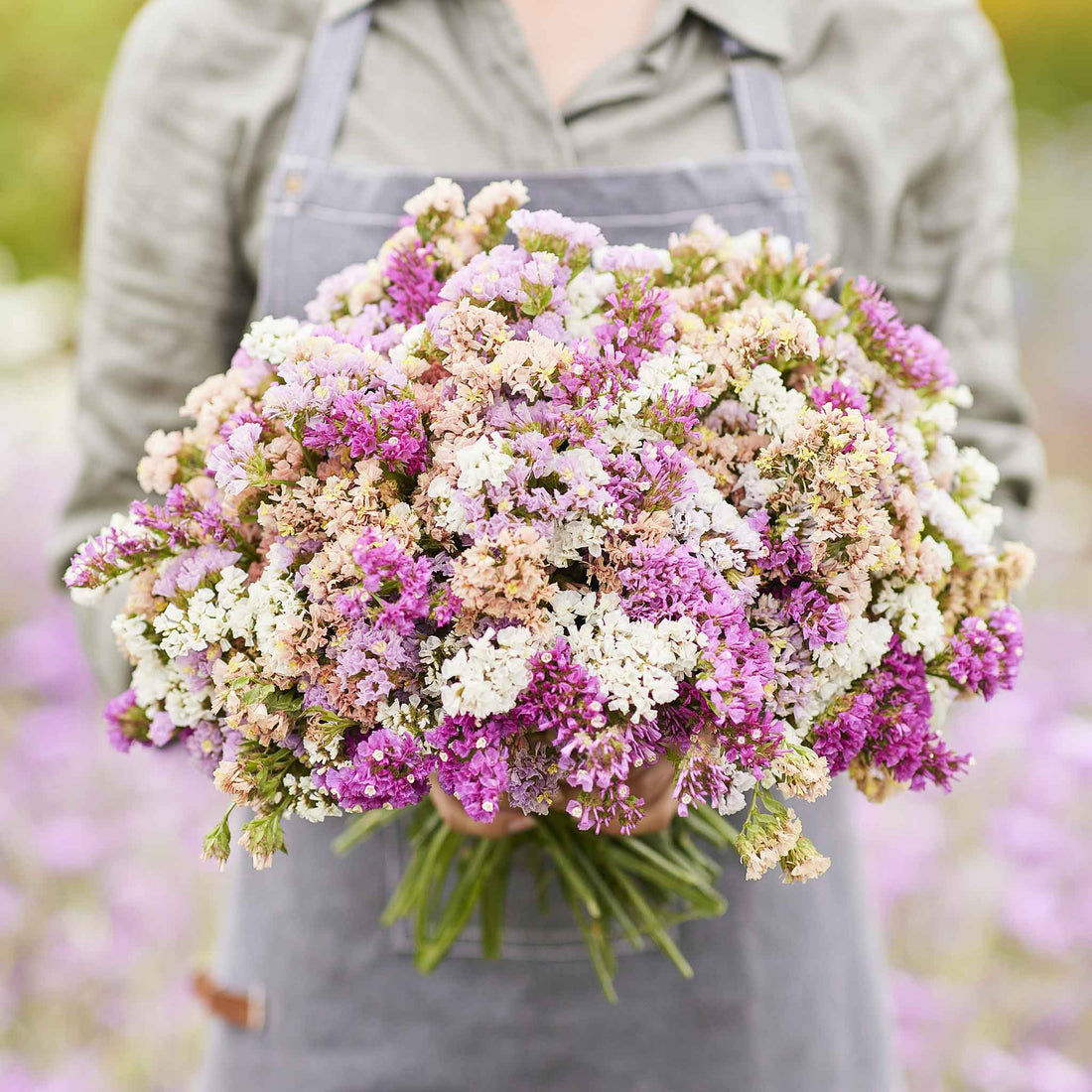 Statice Seeds - Pastel Mix | Flower Seeds in Packets & Bulk | Eden Brothers