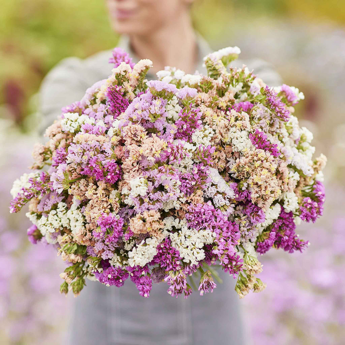 Statice Seeds - Pastel Mix | Flower Seeds in Packets & Bulk | Eden Brothers