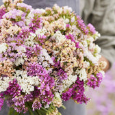 Statice Seeds - Pastel Mix | Flower Seeds in Packets & Bulk | Eden Brothers