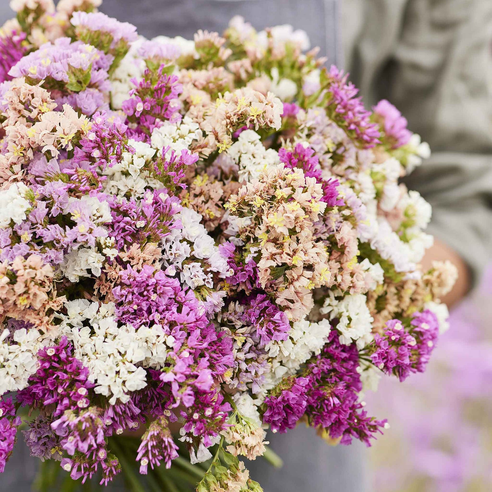 Statice Seeds - Pastel Mix | Flower Seeds in Packets & Bulk | Eden Brothers