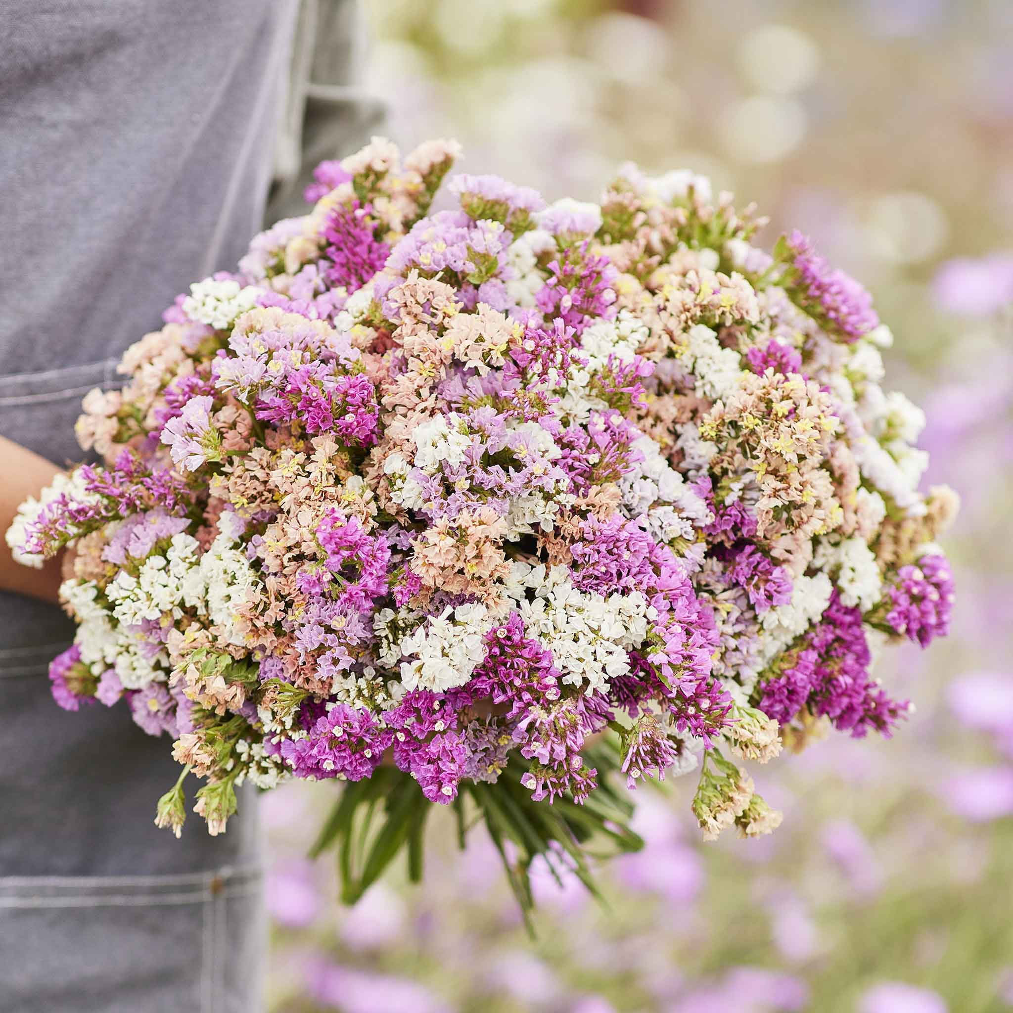 Statice Seeds - Pastel Mix | Flower Seeds in Packets & Bulk | Eden Brothers