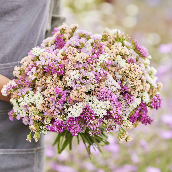 Statice Seeds - Pastel Mix | Flower Seeds in Packets & Bulk | Eden Brothers