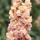 Stock Seeds - Apricot | Flower Seeds | Eden Brothers