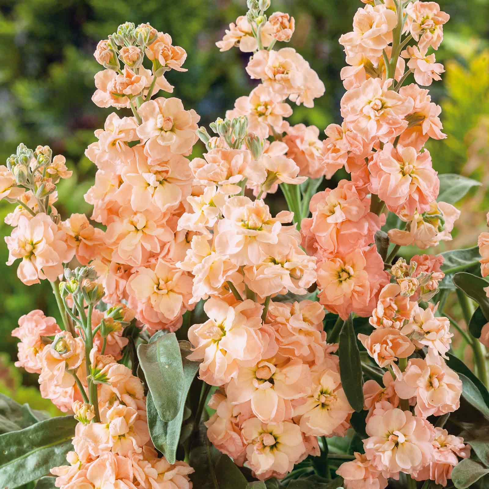 Stock Seeds - Apricot | Flower Seeds | Eden Brothers