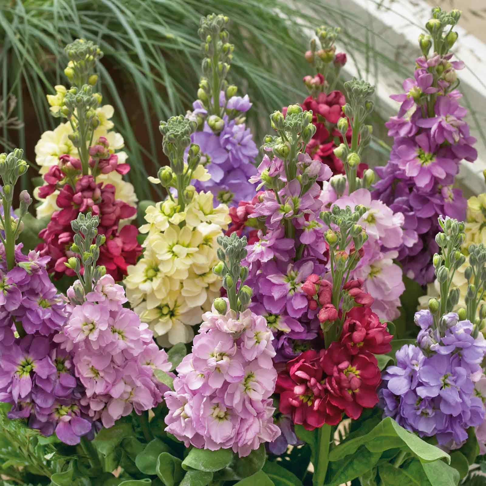Column Stock Seeds - Giant Imperial Mix | Flower Seeds | Eden Brothers