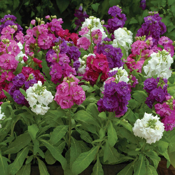 Stock Seeds - Hot Cakes Formula Mix | Flower Seeds in Packets & Bulk ...