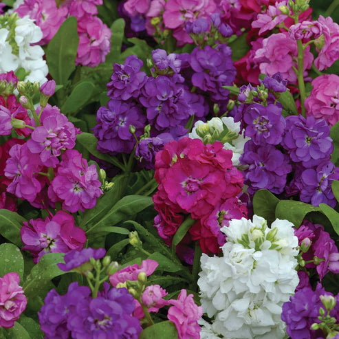 Stock Seeds - Hot Cakes Formula Mix | Flower Seeds in Packets & Bulk ...