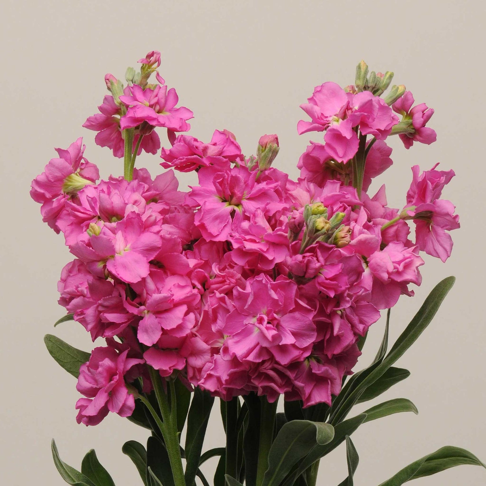 Stock Seeds - Katz Bright Rose | Flower Seeds in Packets & Bulk | Eden ...
