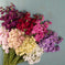 Stock Seeds - Katz Formula Mix | Flower Seeds in Packets & Bulk | Eden ...