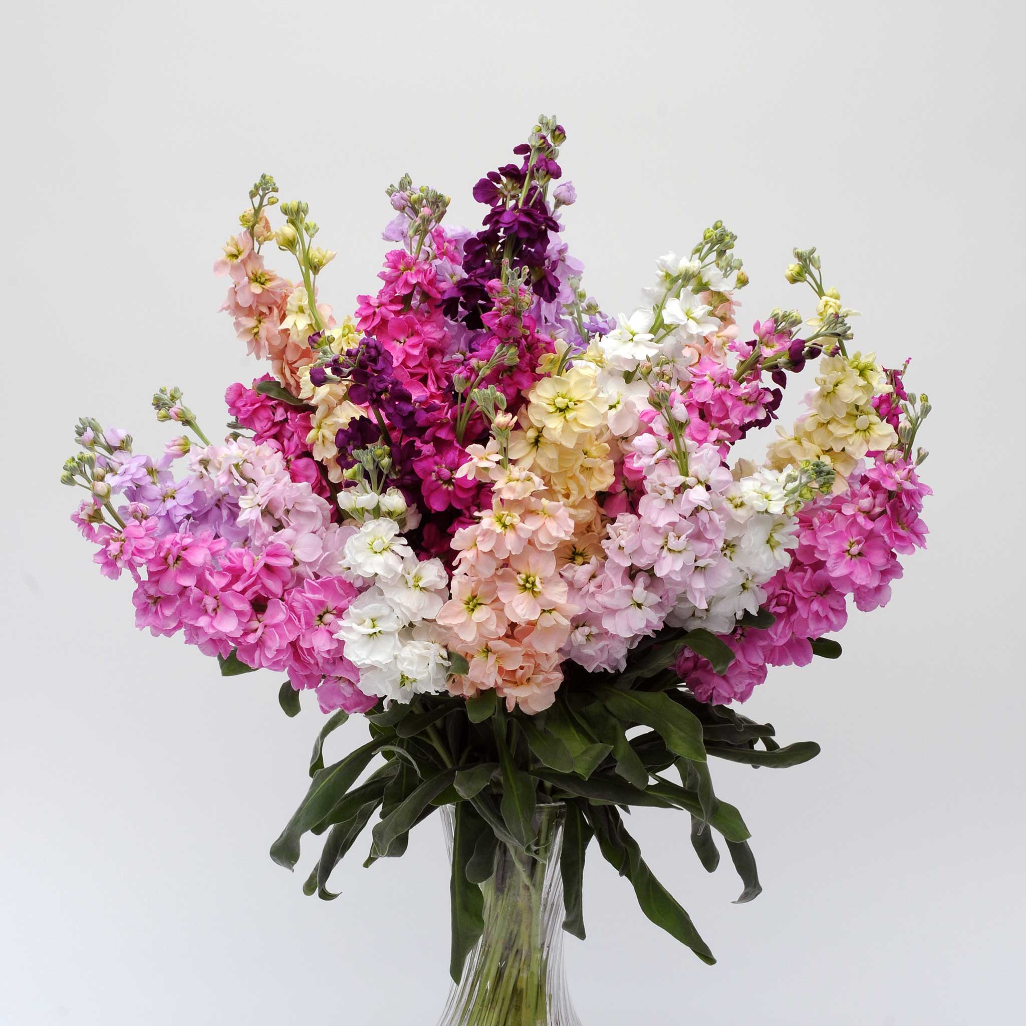 Stock Seeds - Katz Formula Mix | Flower Seeds in Packets & Bulk | Eden ...