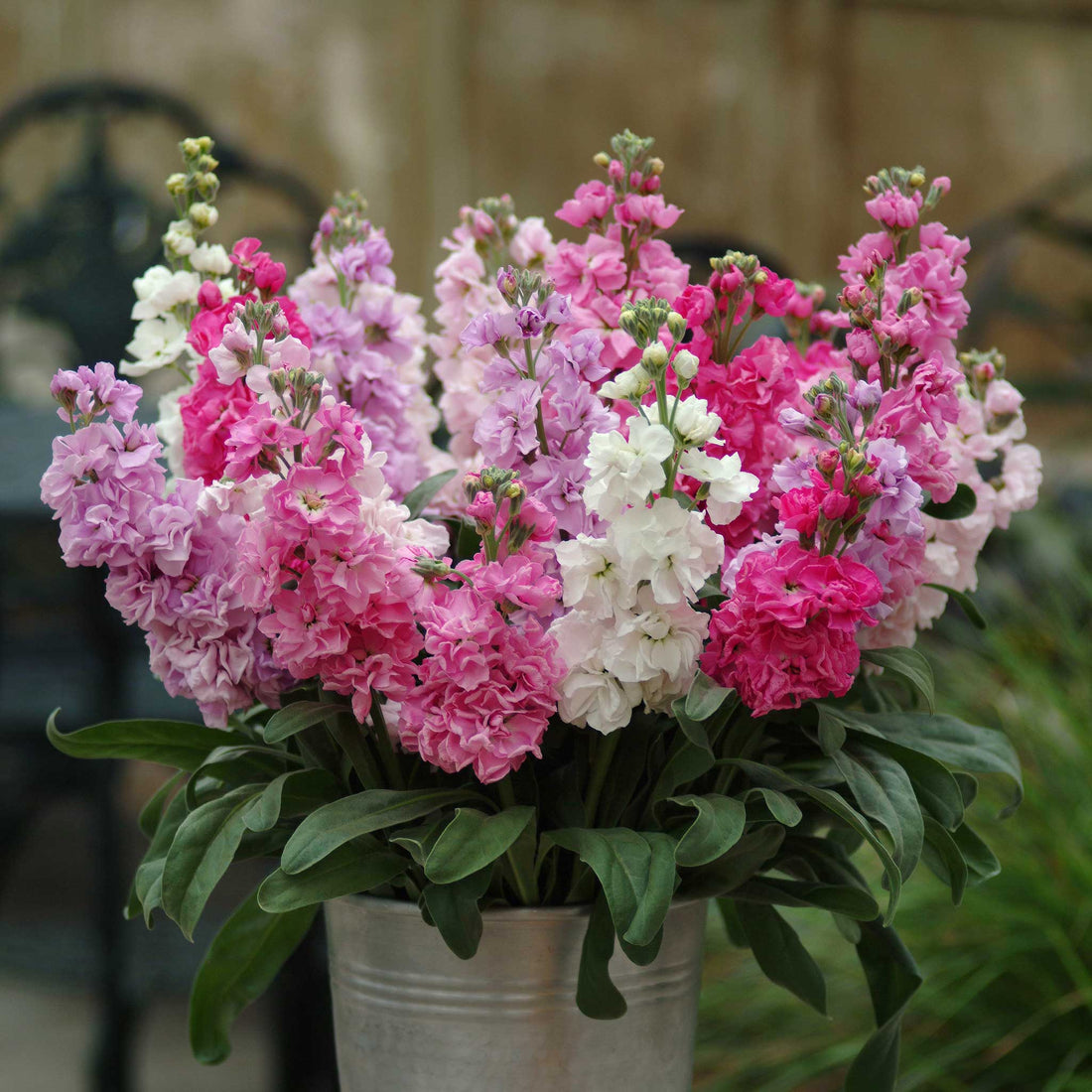 Stock Seeds - Katz Pink Mix | Flower Seeds in Packets & Bulk | Eden ...