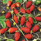 Strawberry Seeds - Alpine Strawberry Baron Solemacher | Vegetable Seeds ...