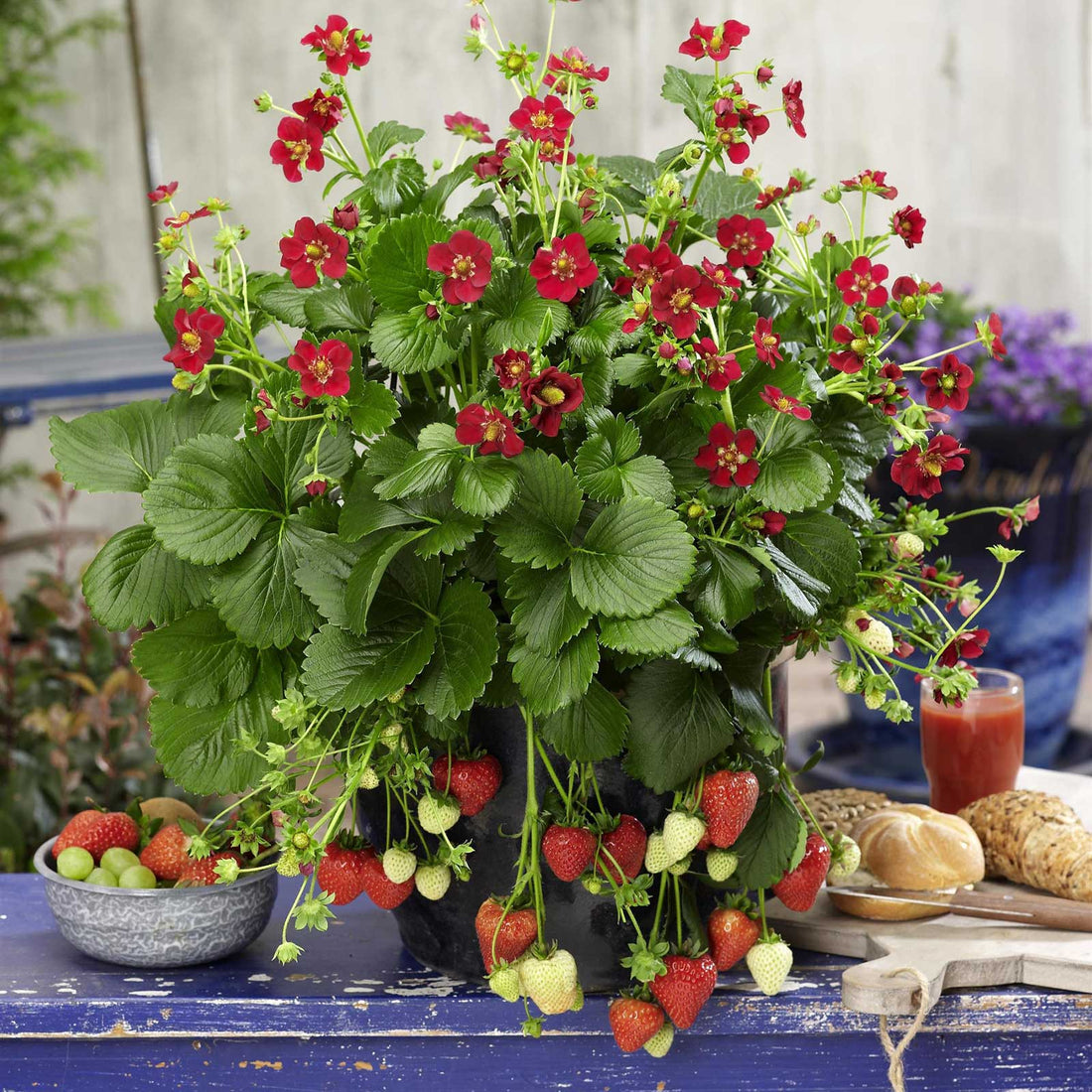 Strawberry Seeds - Berri Basket™ Ruby Ann Strawberry | Vegetable Seeds ...
