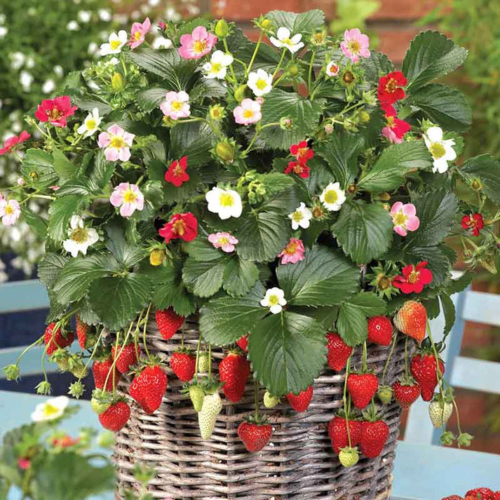 Strawberry Seeds - Rainbow Treasure F1 | Vegetable Seeds | Eden Brothers