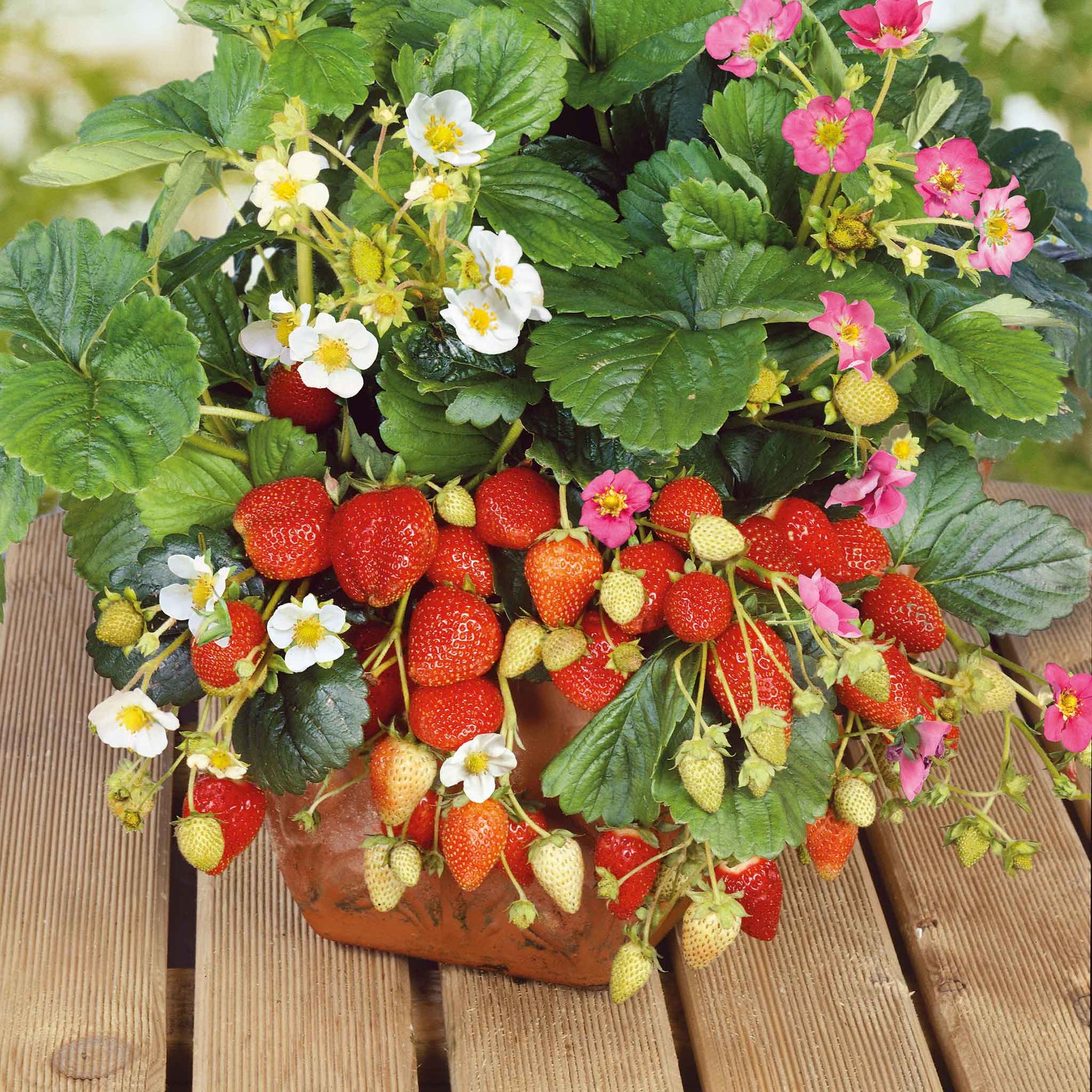 Strawberry Seeds - Rainbow Treasure F1 | Vegetable Seeds | Eden Brothers