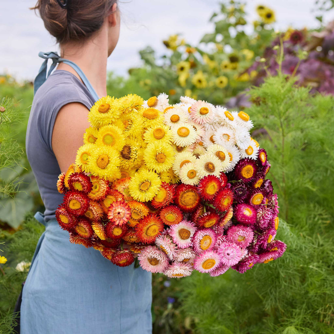 Strawflower Bundle - Signature Blooms – Eden Brothers