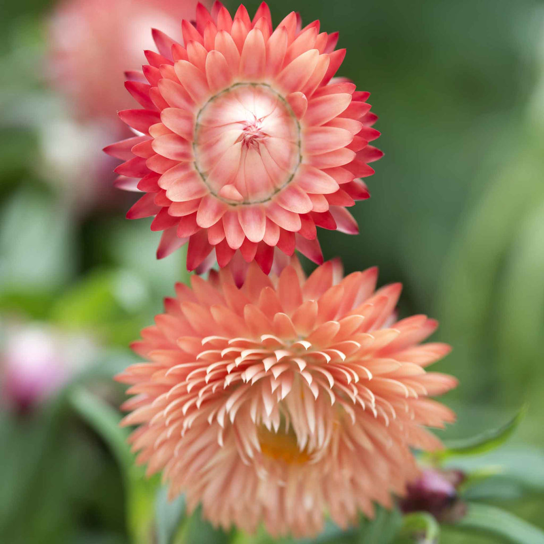 Strawflower Seeds - King Size Salmon | Flower Seeds in Packets & Bulk ...
