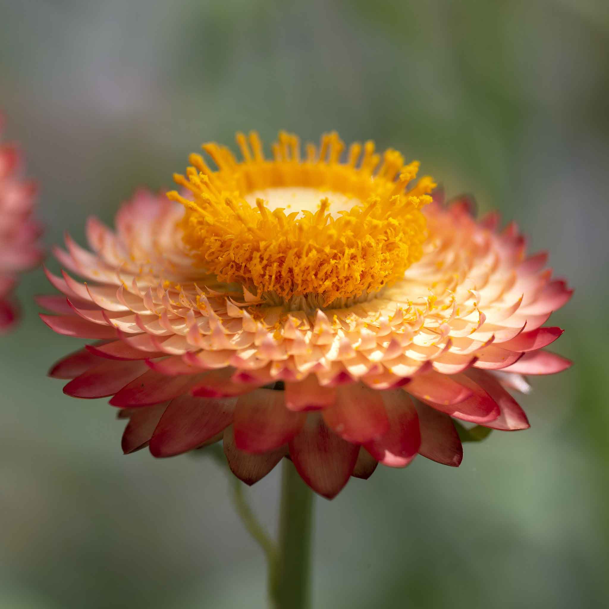 Strawflower Seeds - King Size Salmon | Flower Seeds in Packets & Bulk ...