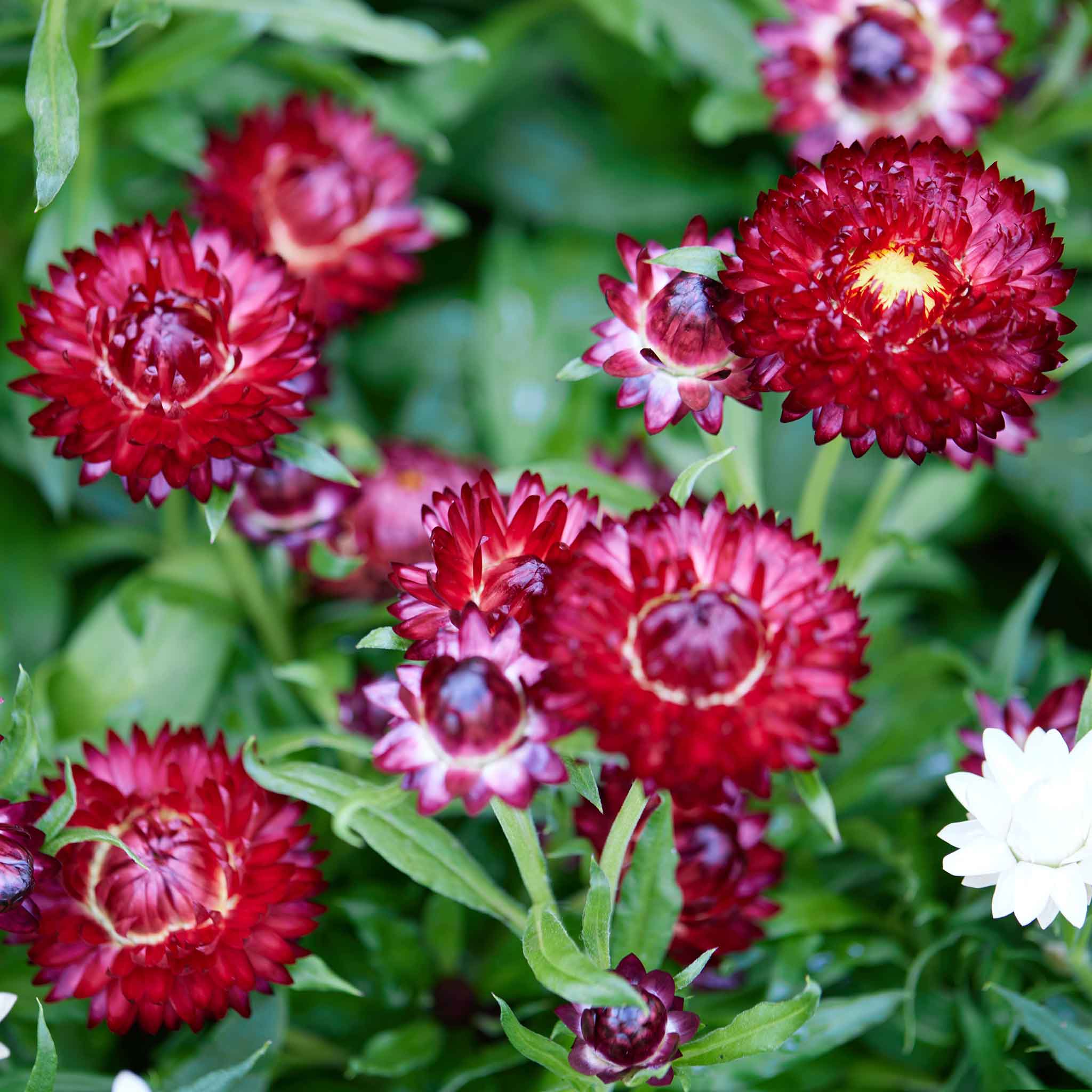 Strawflower Seeds - Purple Red | Flower Seeds in Packets & Bulk | Eden ...
