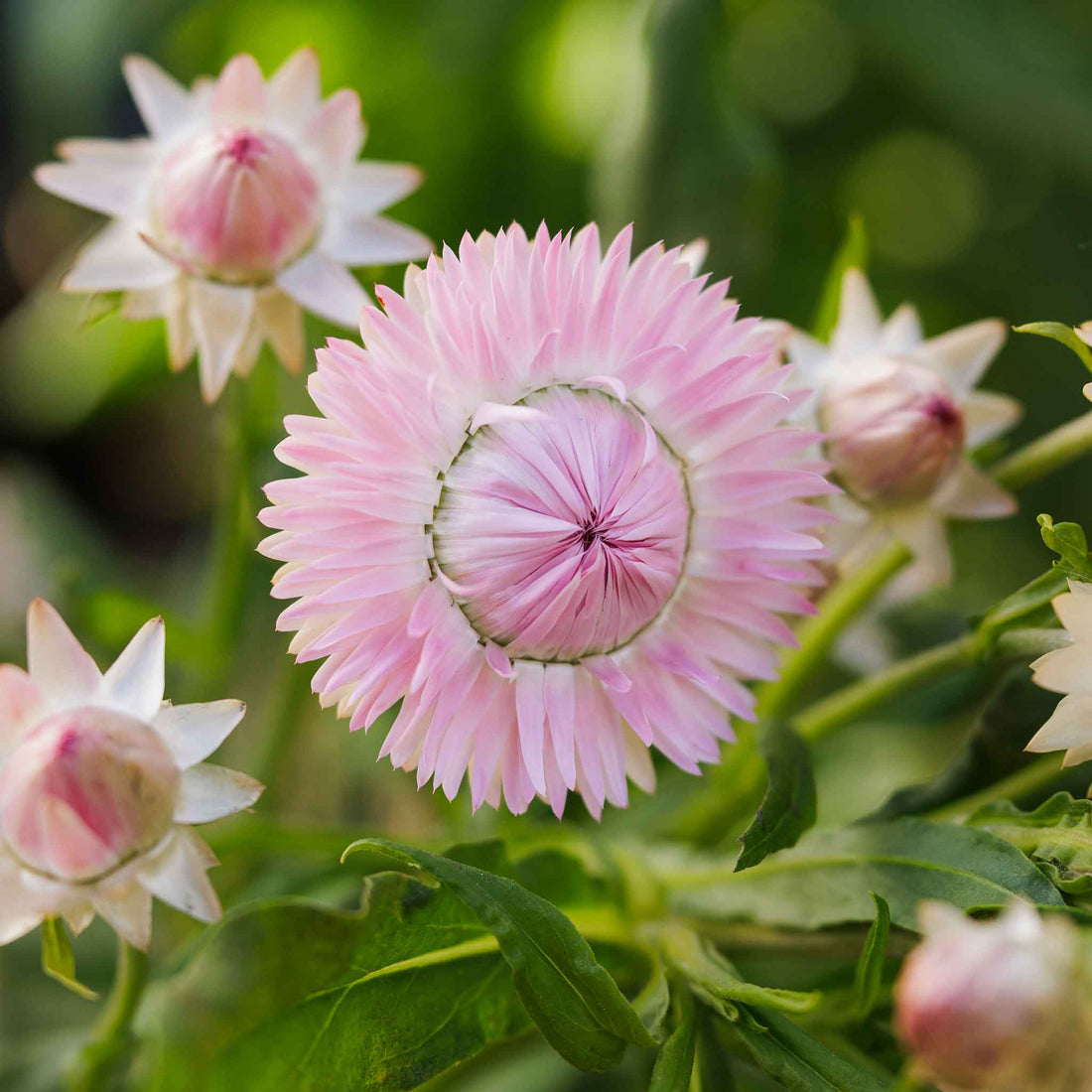 Strawflower Seeds - Silvery Rose | Flower Seeds in Packets & Bulk ...