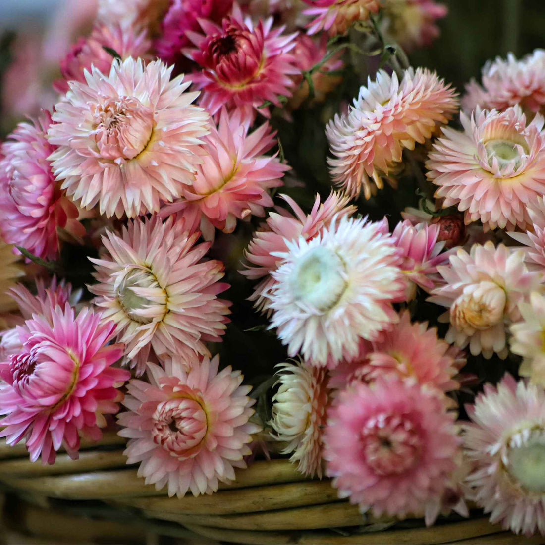 Strawflower Seeds - Silvery Rose | Flower Seeds in Packets & Bulk ...