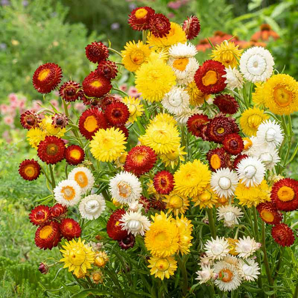 Strawflower Seeds - Sunny Mix | Flower Seeds in Packets & Bulk | Eden ...