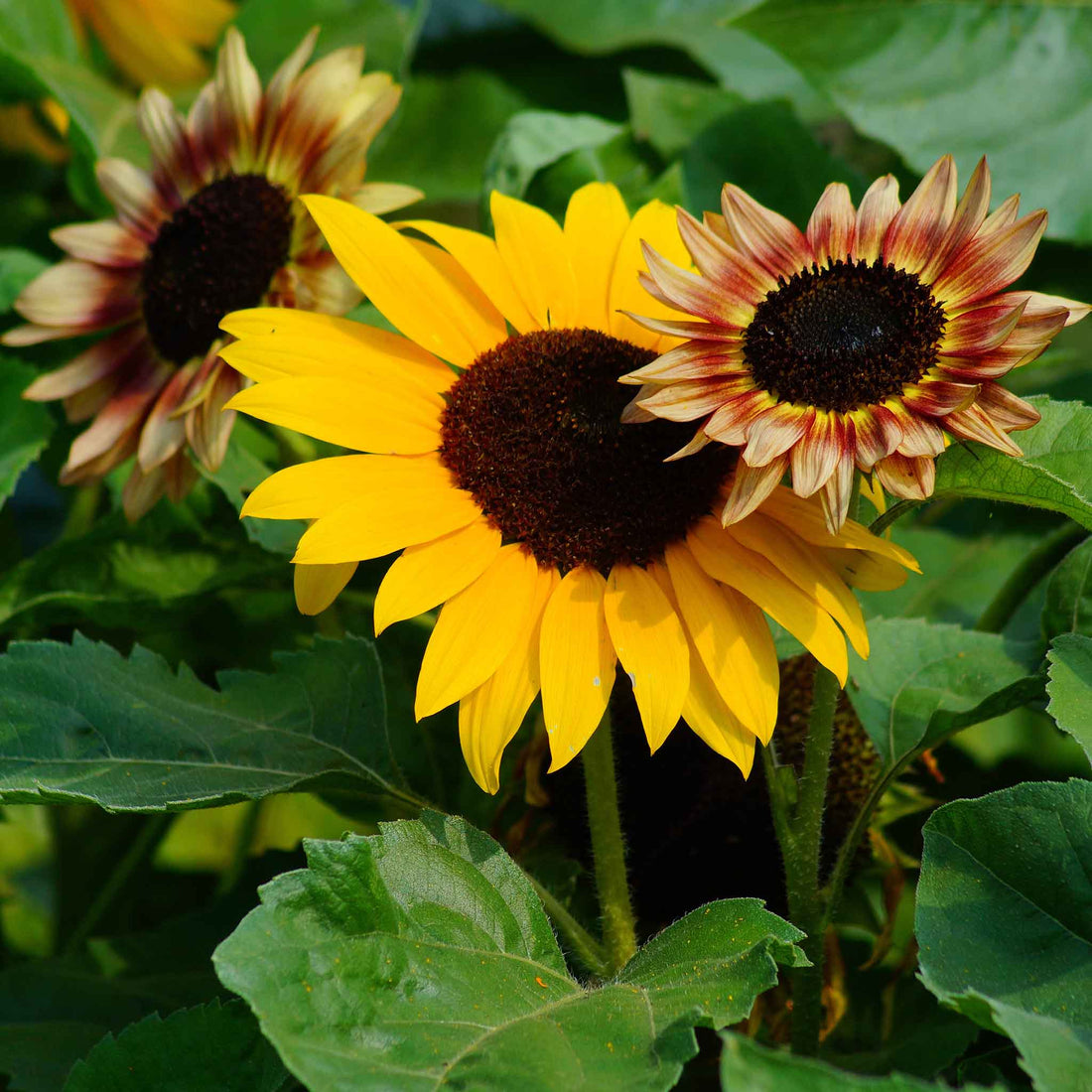 Sunflower Seeds - Evening Colors | Flower Seeds in Packets & Bulk ...