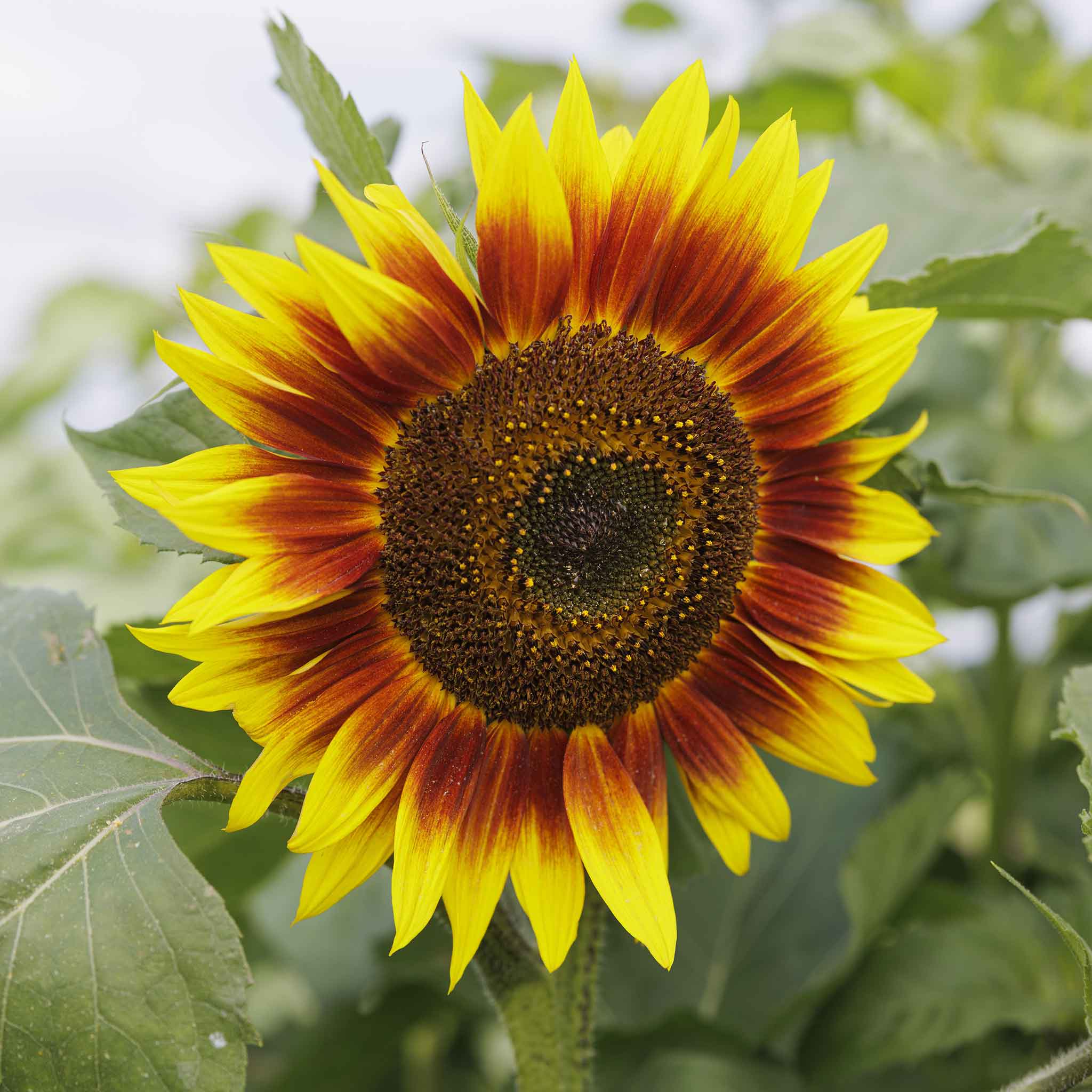 Sunflower Seeds - Evening Sun | Flower Seeds in Packets & Bulk | Eden ...