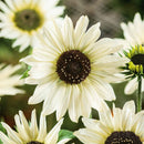 Sunflower Seeds - Italian White | Flower Seeds in Packets & Bulk | Eden ...
