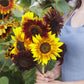 Sunflower Seeds - Magic Roundabout | Flower Seeds in Packets & Bulk ...
