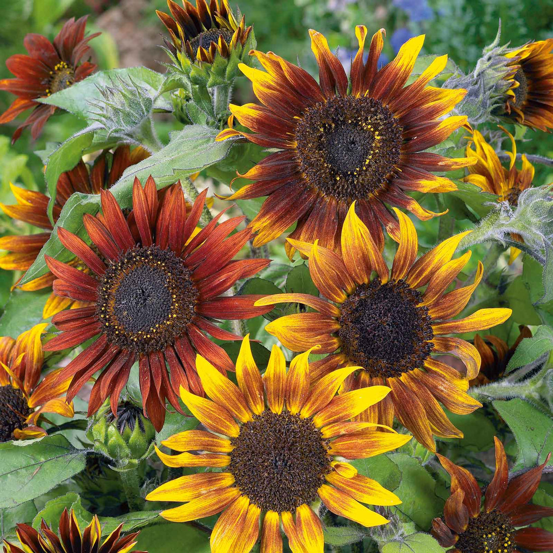 Sunflower Seeds - Mardi Gras Blend | Flower Seeds in Packets & Bulk ...