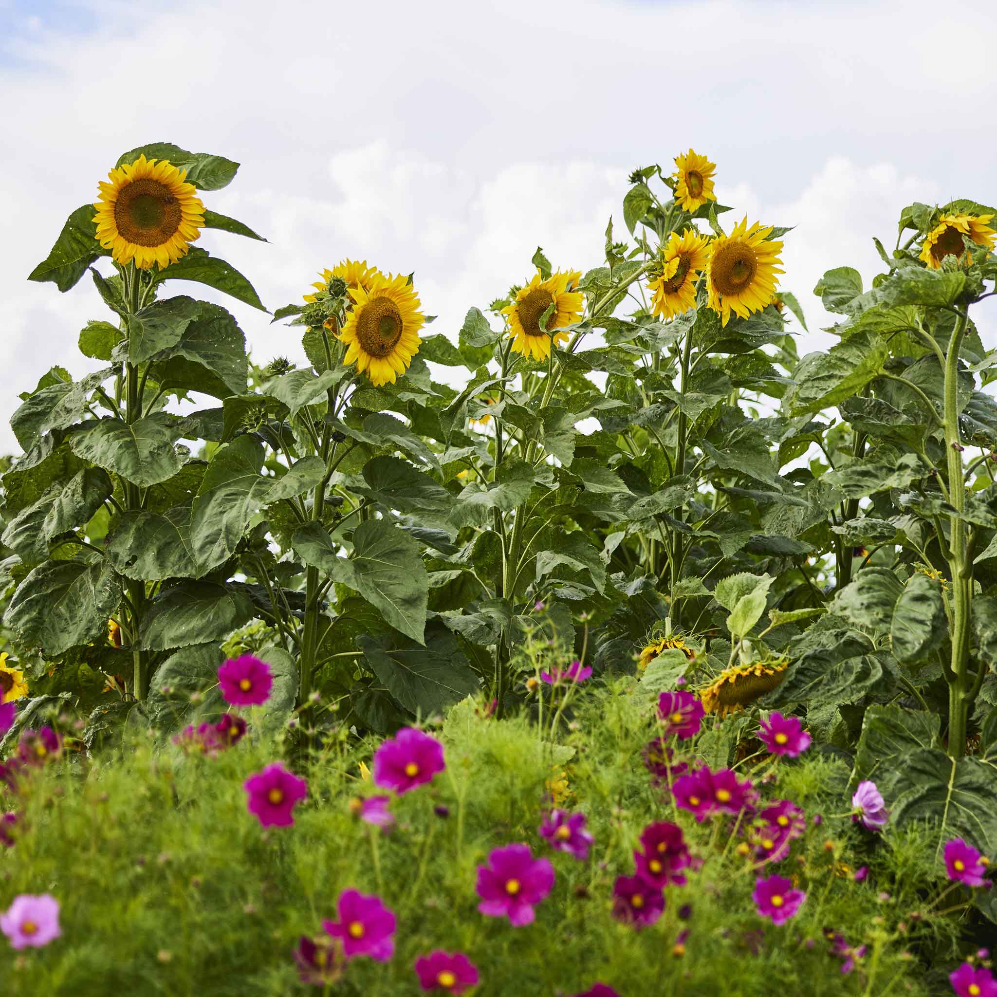 Sunflower Seeds - Mongolian Giant | Flower Seeds in Packets & Bulk ...