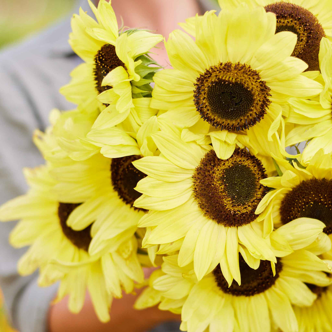 Sunflower Seeds - Moonshine | Flower Seeds in Packets & Bulk | Eden ...