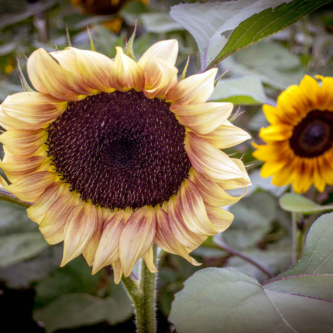 Organic Sunflower Seeds - Autumn Beauty | Flower Seeds in Packets ...
