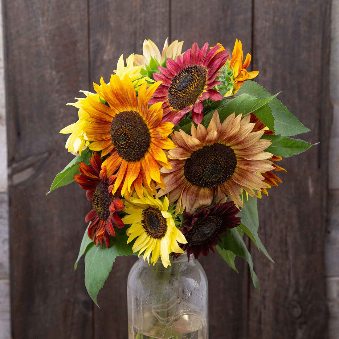 Sunflower Seeds (Organic) - Fireworks Blend | Flower Seeds in Packets ...