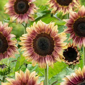 Sunflower Seeds | Shop 85 Varieties | Eden Brothers