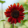 Sunflower Seeds - Red Sun | Flower Seeds in Packets & Bulk | Eden Brothers
