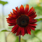 Sunflower Seeds - Red Sun | Flower Seeds in Packets & Bulk | Eden Brothers